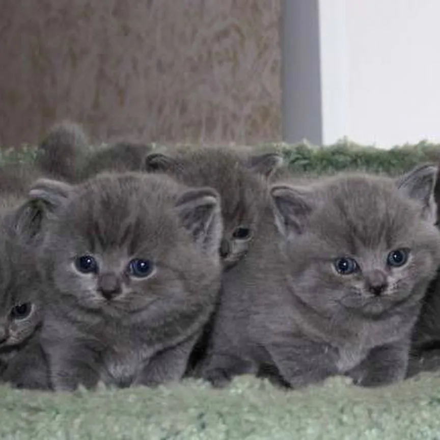 Британские котята к Новому году