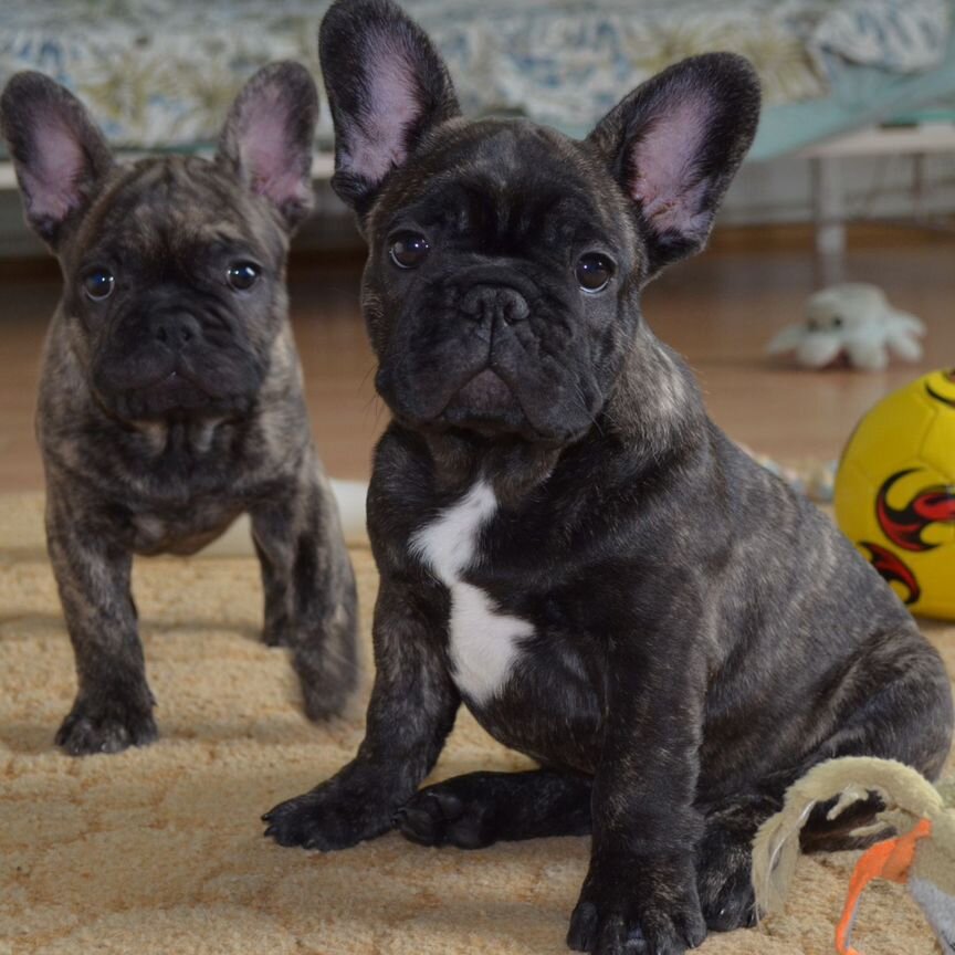 Французский бульдог щенки