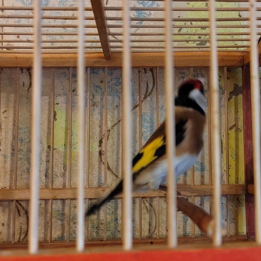 Певчие птицы