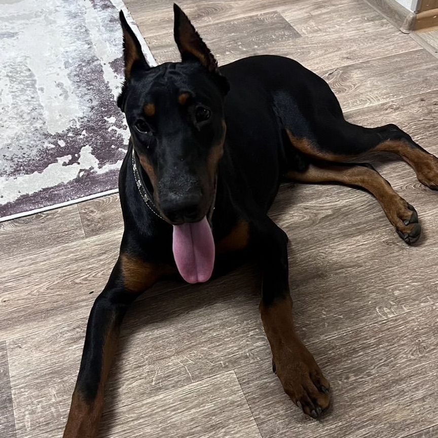 Щенки добермана