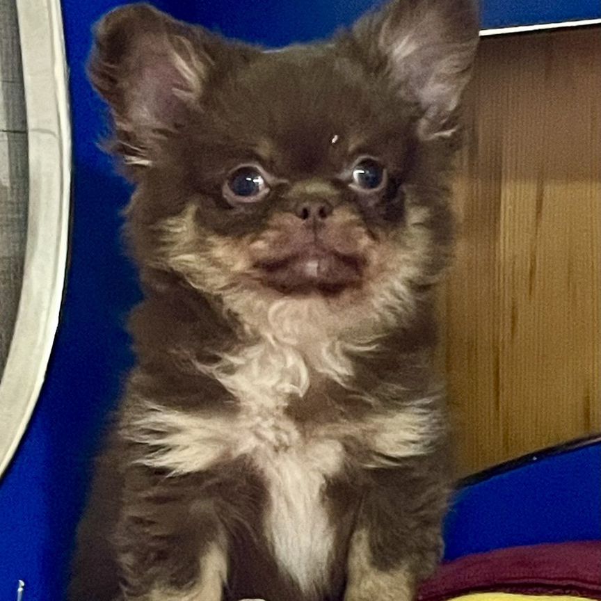 Красавчик чихуахуа