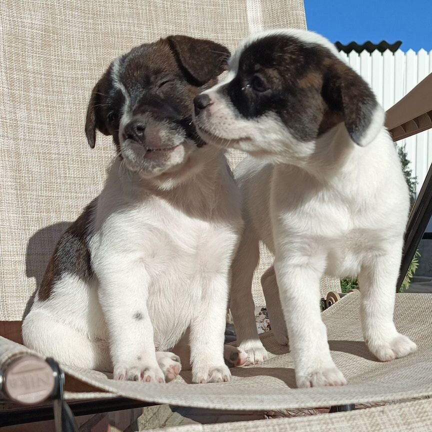 Щенки маленькой породы