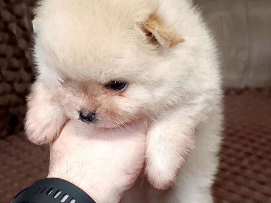 Мальчик белый шпице померанчик. Рассрочка