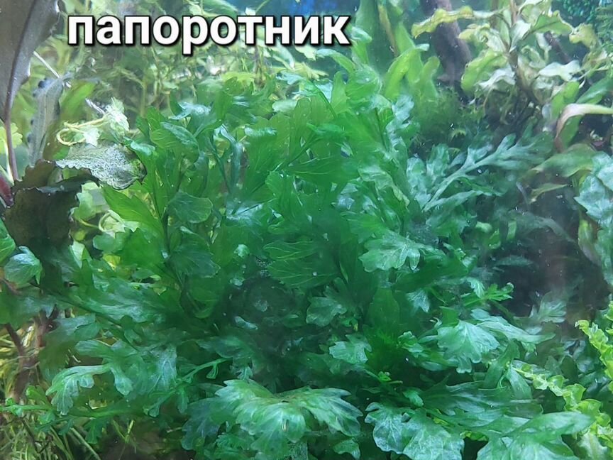Аквариумные растения