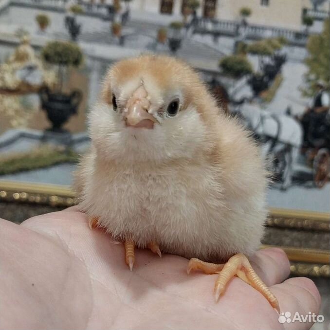 Цыплята орловские ситцевые