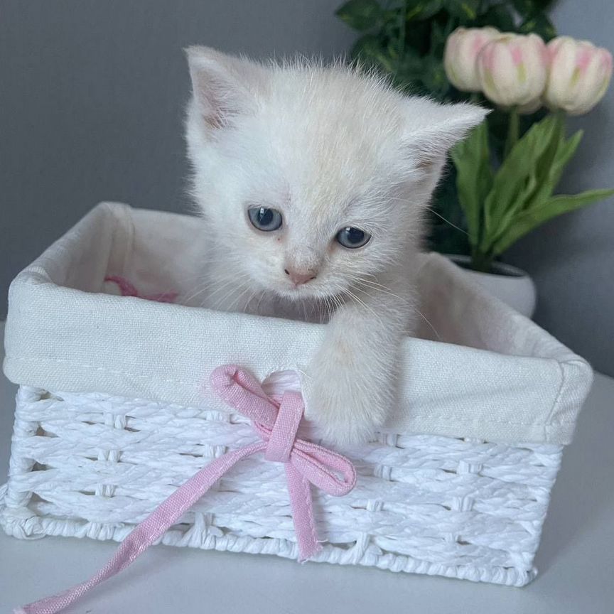 Шотландский прямоухий короткошёрстный котёнок