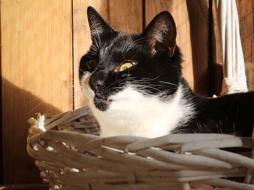 Котик Марик ищет дом