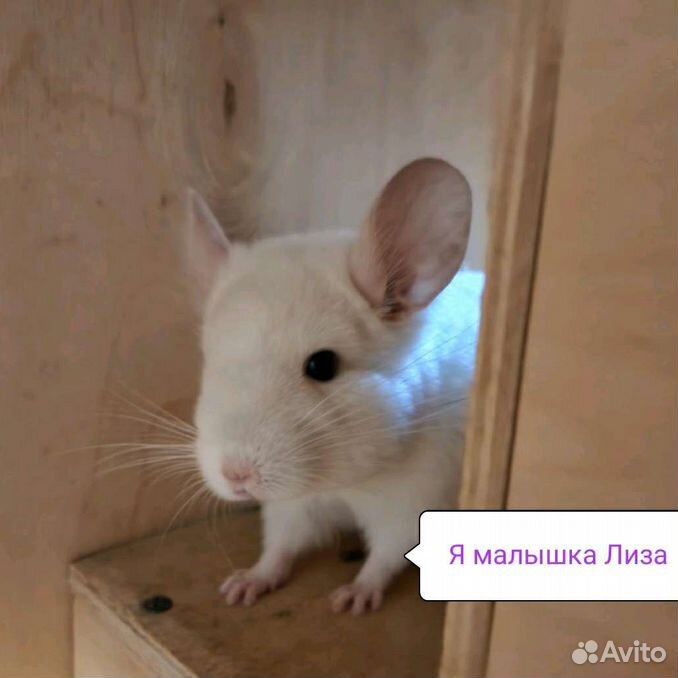 Шиншилла малышка белый вильсон