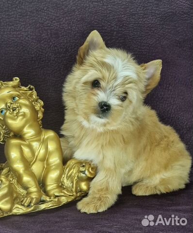 Целовательные голддаст йорки