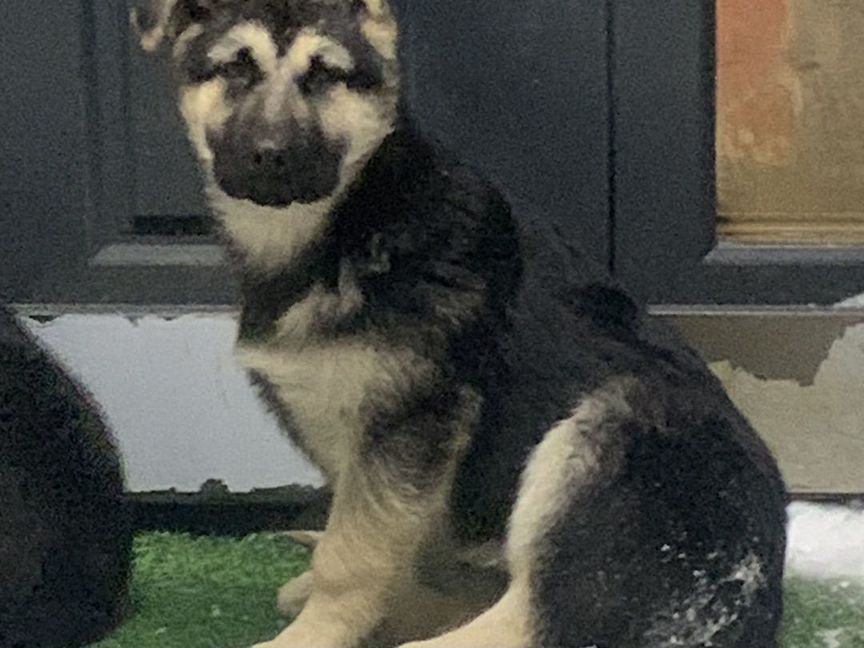 Щенки восточноевропейской овчарки