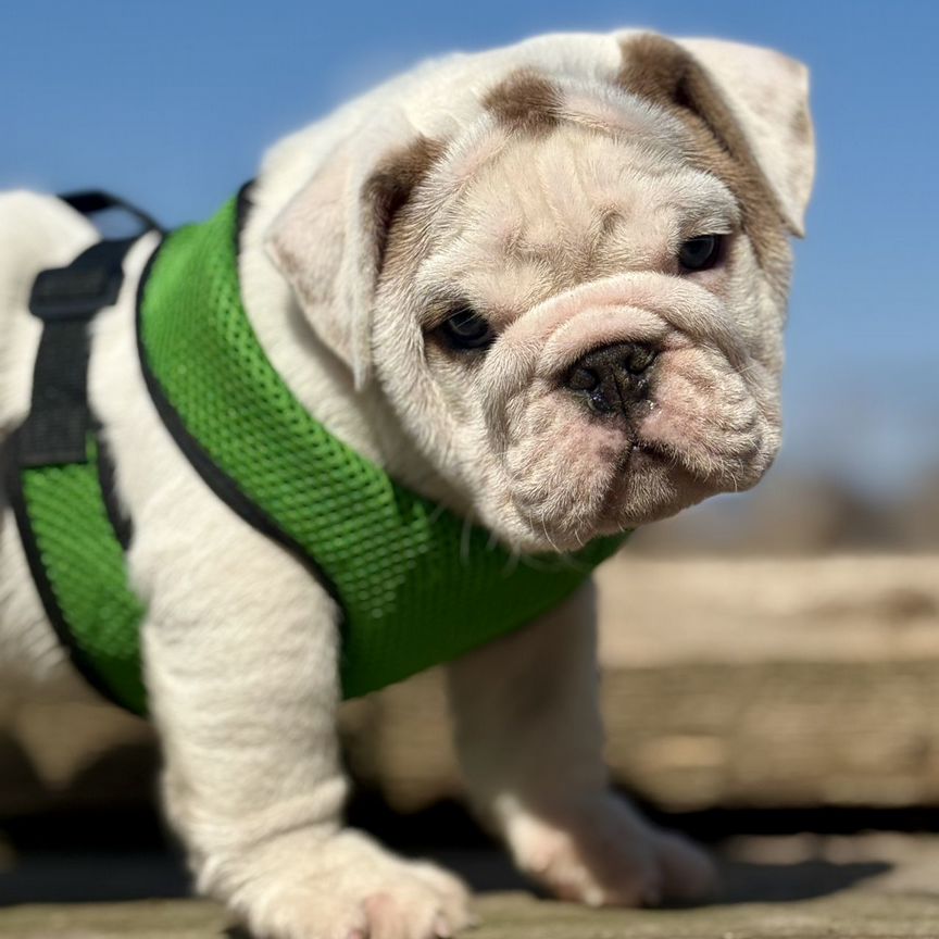 Английский бульдог, щенок