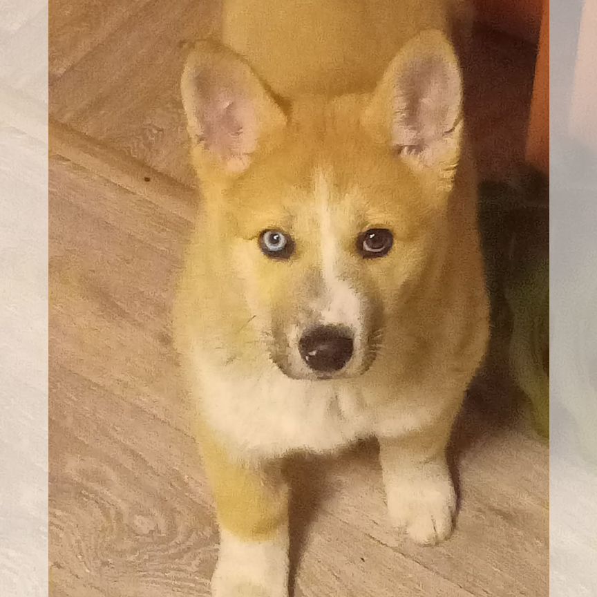 Акита-ину, щенок