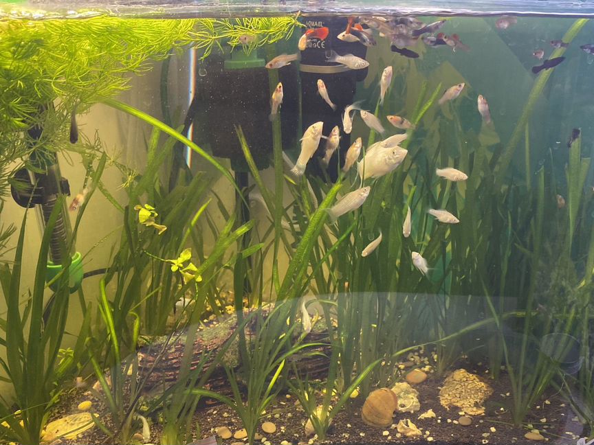 Аквариумные рыбки Гуппи