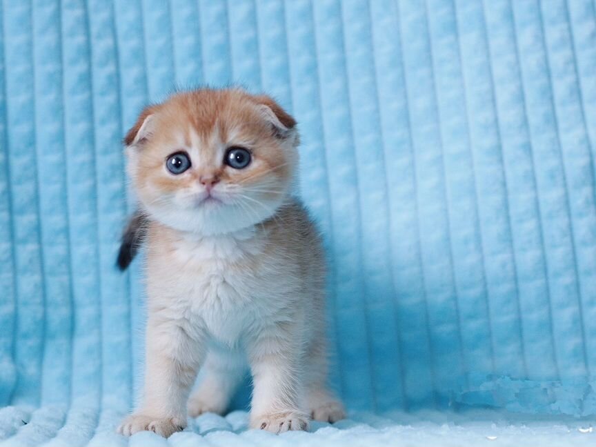 Сладкий мальчуган