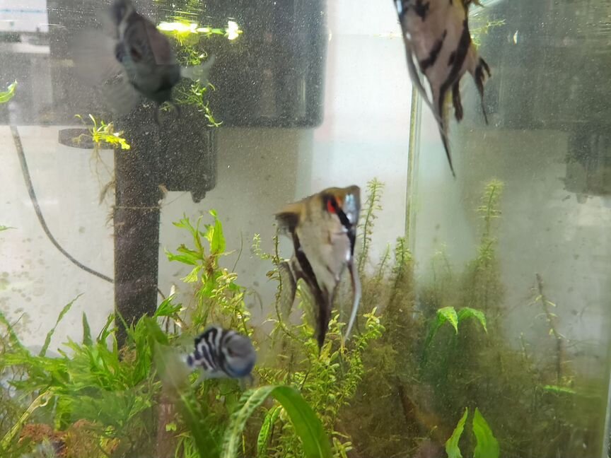 Пара скалярий и сапрофитовые попугаи