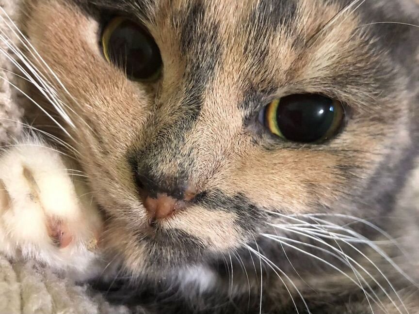 Котенок в добрые руки