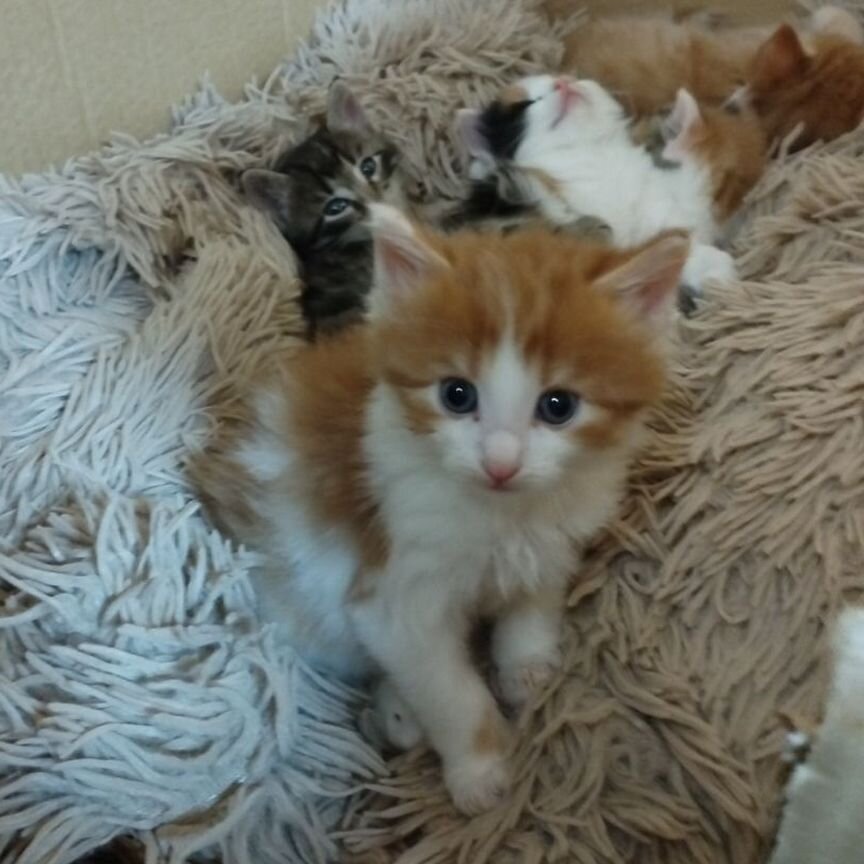 Котёнок в добрые руки