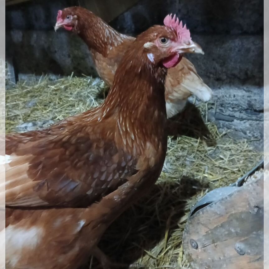 Куры несушки