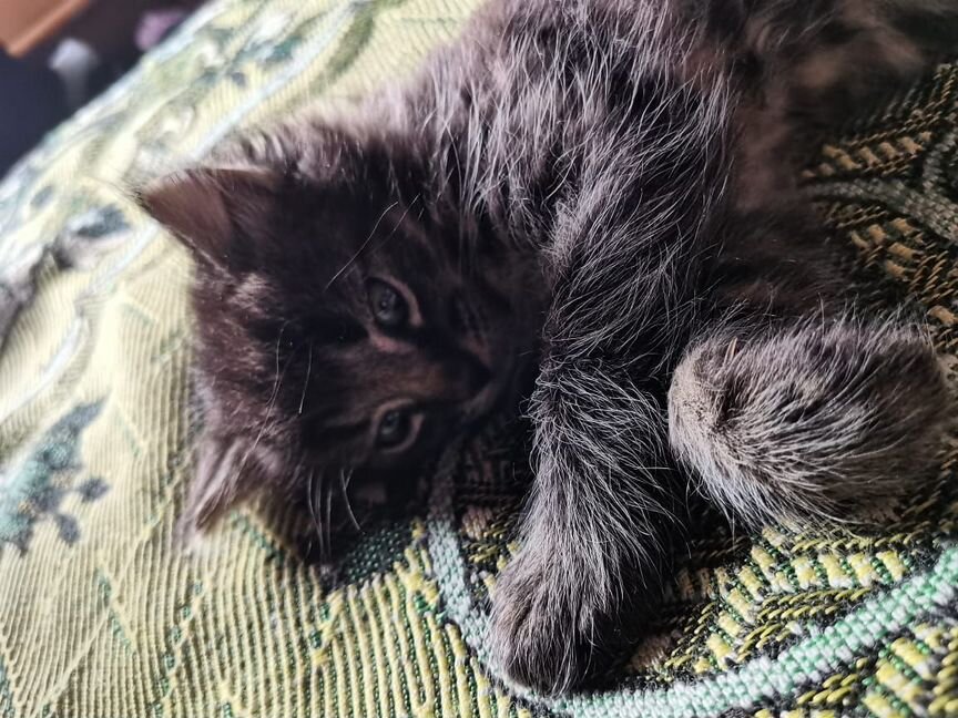 Кошка