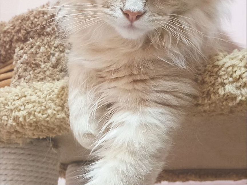 Котята мейн-кун, крупные линии