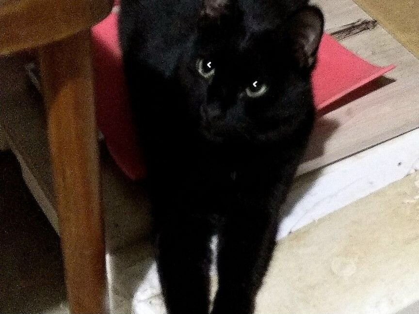 Коты в добрые руки