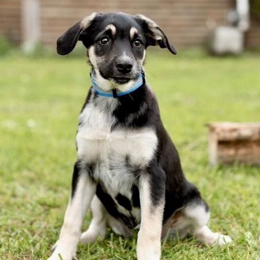 Щенок-девочка (3,5 месяца)