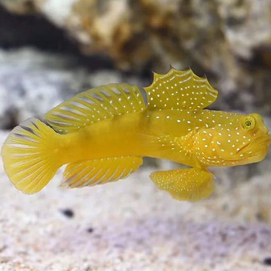 Криптоцентрус креветочный желтый