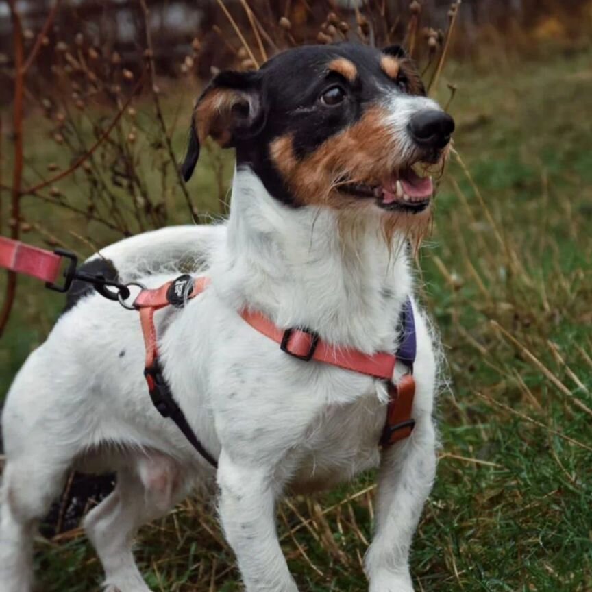Отдам маленькую собачку в добрые руки
