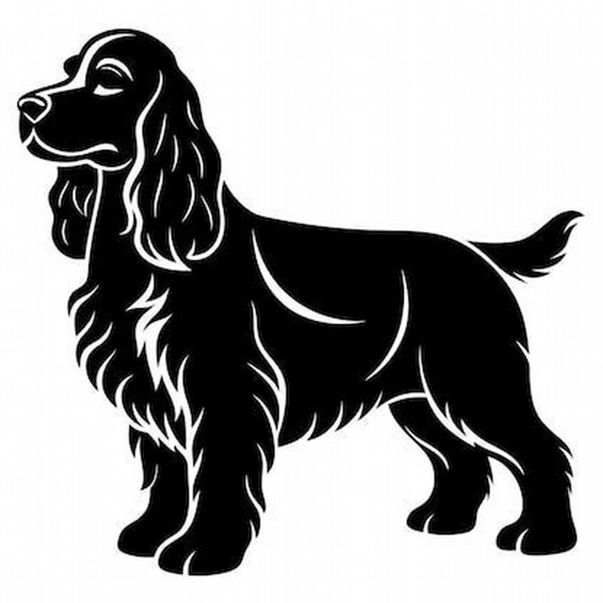 Английский кокер-спаниель, взрослая собака