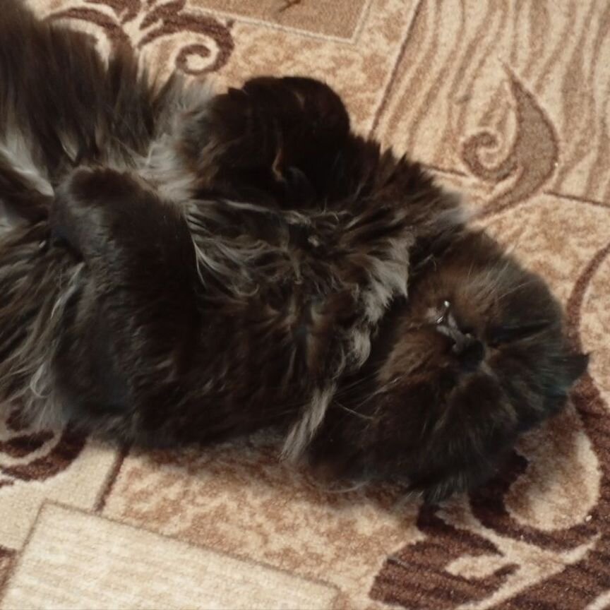 Кот бося