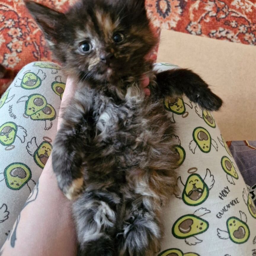 Отдам в добрые руки