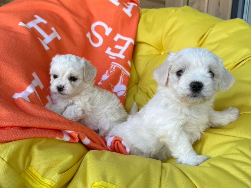 Мальтезе. Болонка. Мальтийская болонка