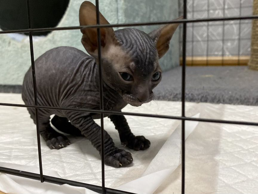 Канадский сфинкс котенок