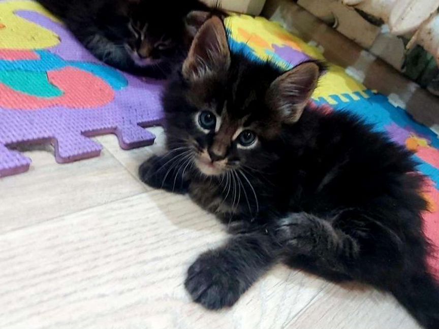 Детвора с кистями