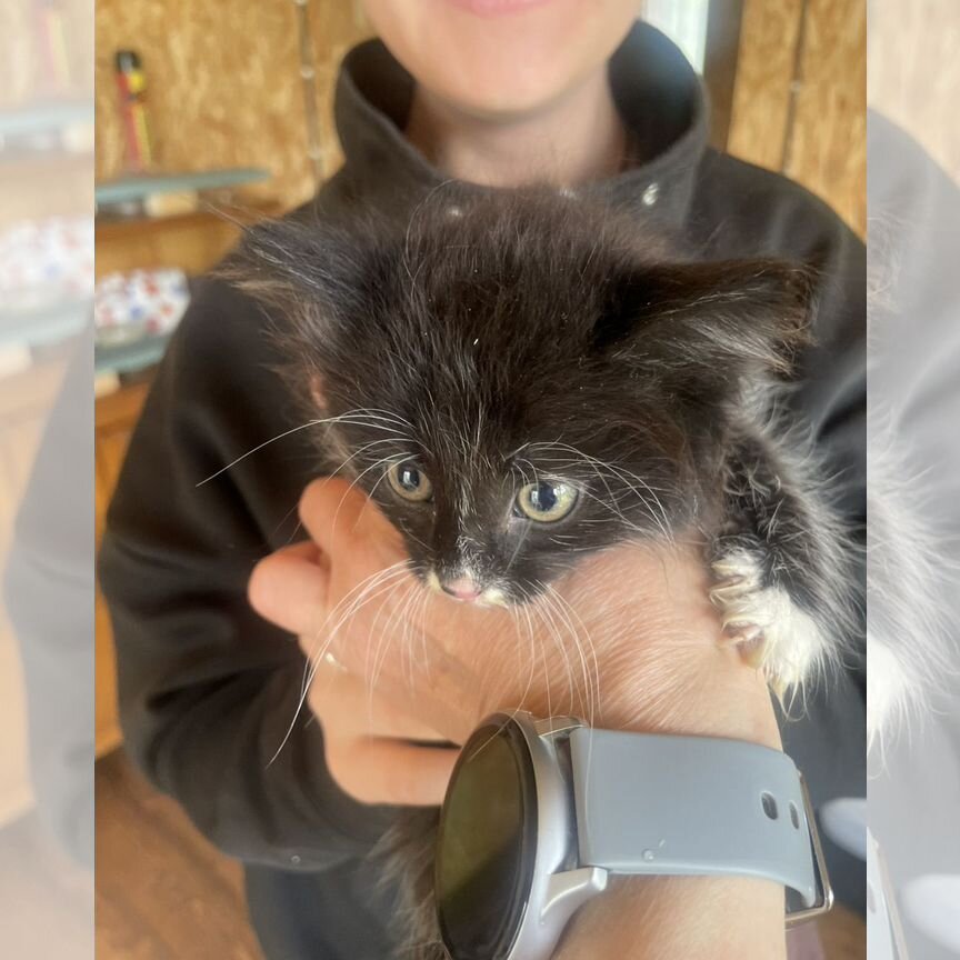 Котёнок в добрые руки
