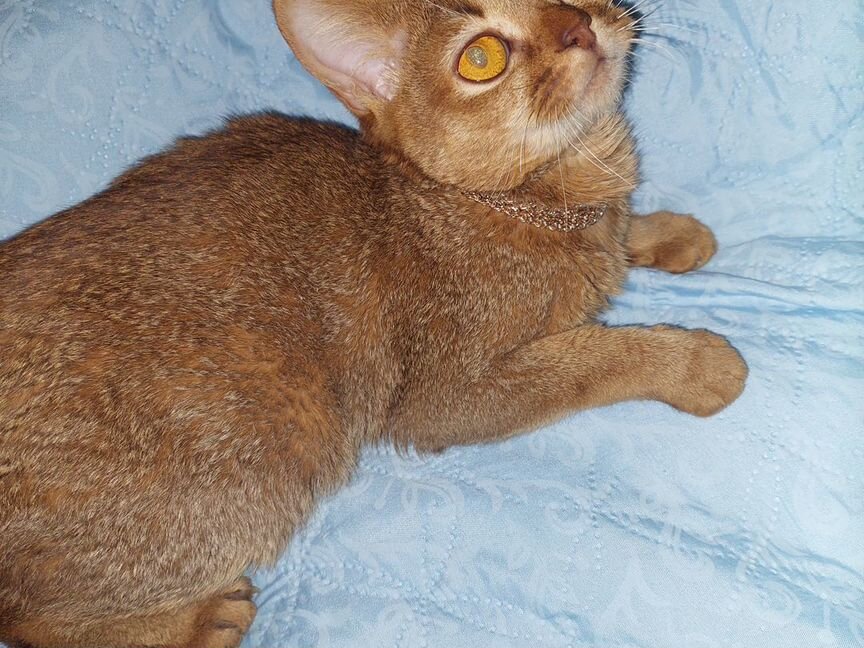 Гибрид с Аби девочка нежная