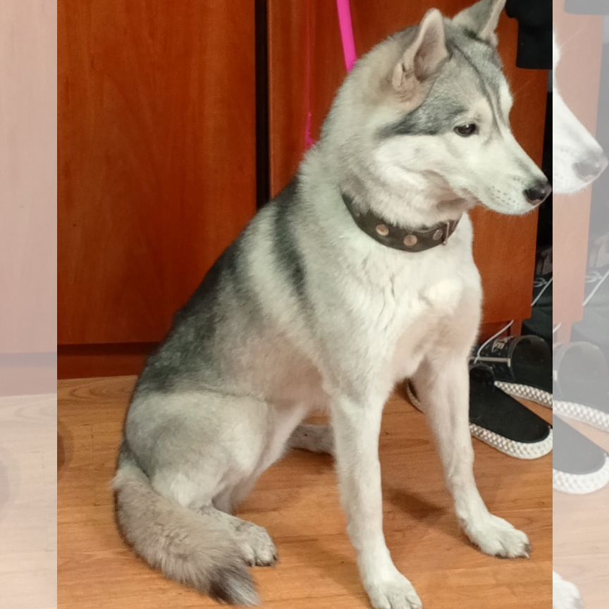 Сибирский хаски, взрослая собака