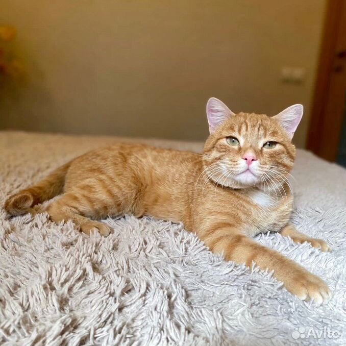 Молоденький рыжий парень ищет дом