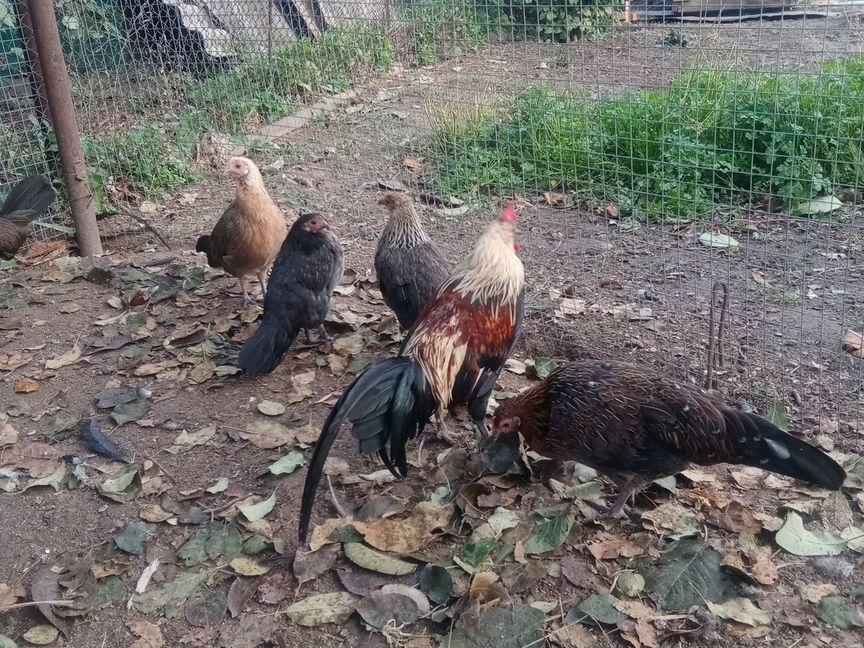 Продаются циплята