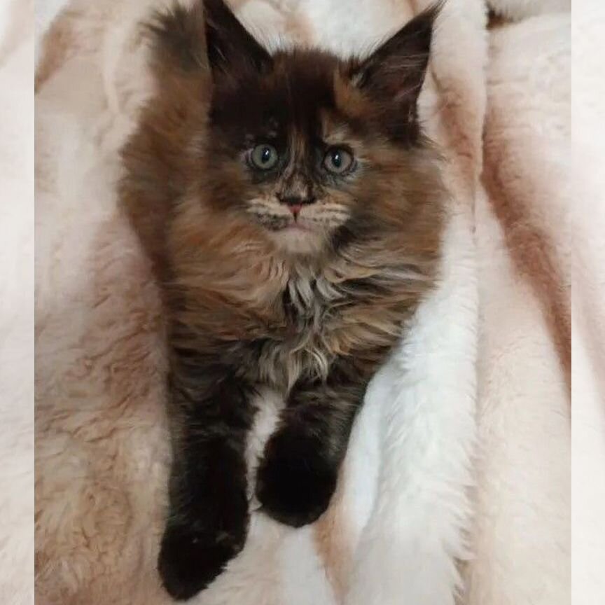 Мейн-кун котёнок