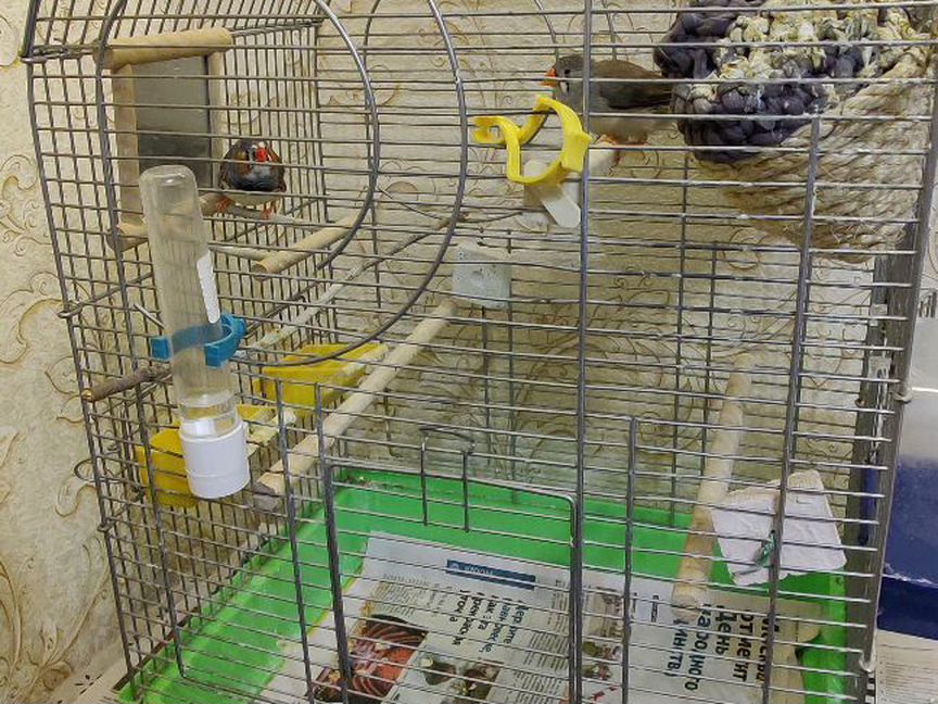 Амадины 2 шт (пара)