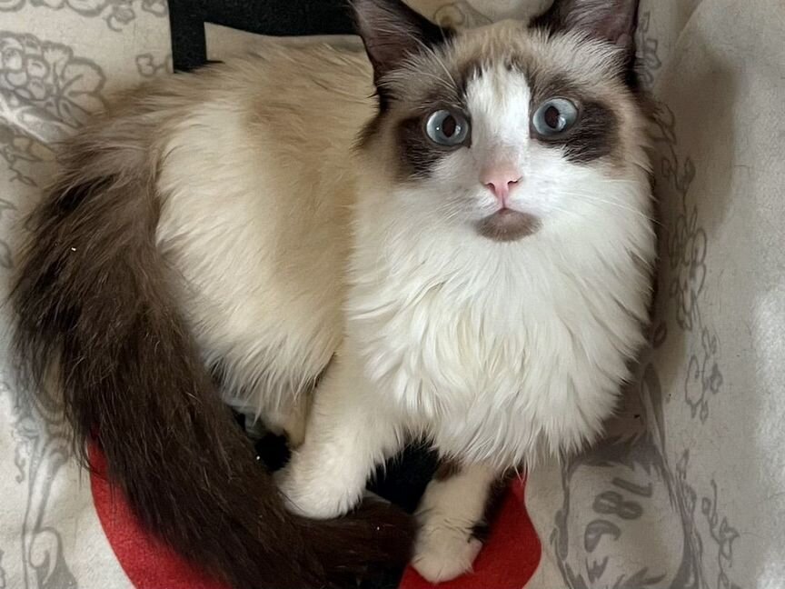 Невский котенок в поиске своих лучших родителей