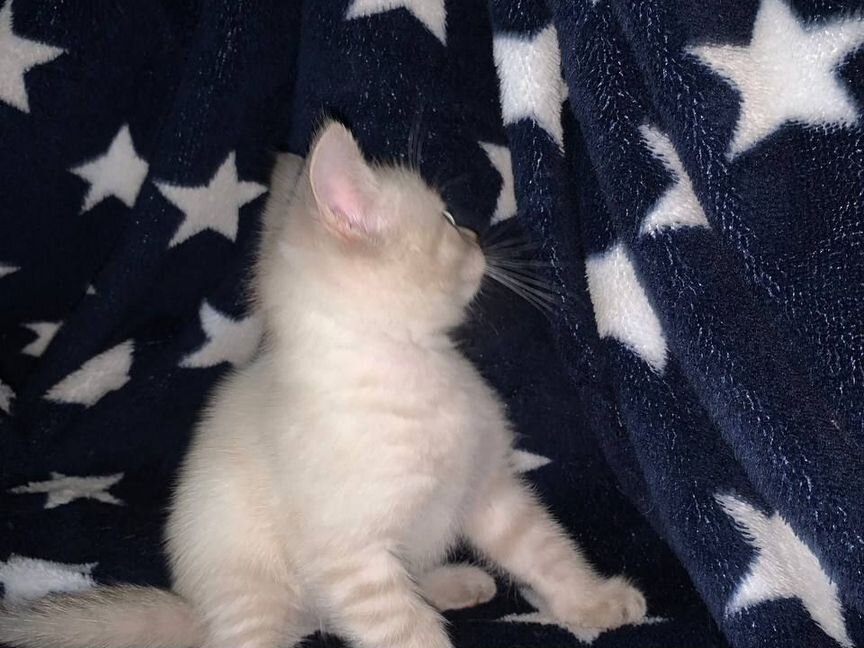 Белая кошка с голубыми глазами