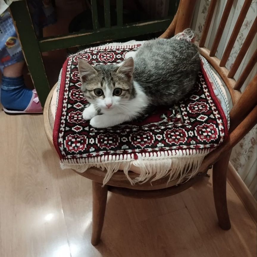 Котенок