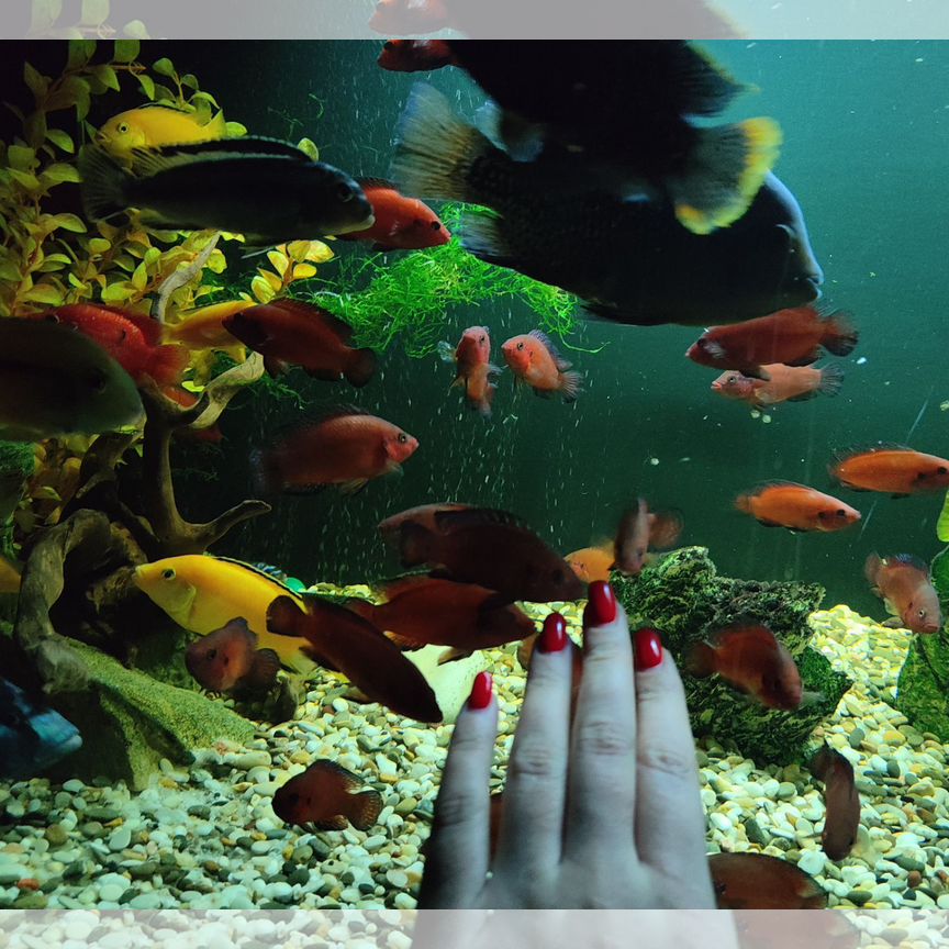 Аквариумные рыбки Хемихромис эксул