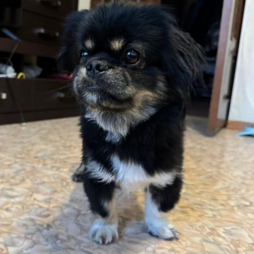 Найден пекинес Ищем хозяев