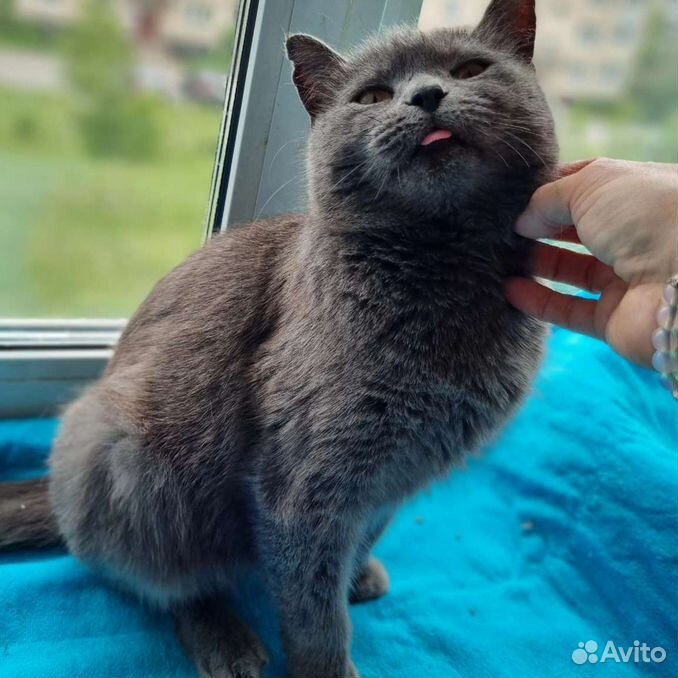 Русская голубая кошка из коробки