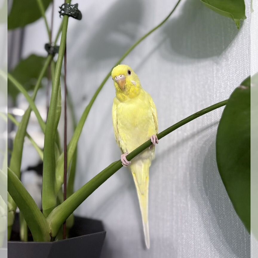 Волнистый попугай