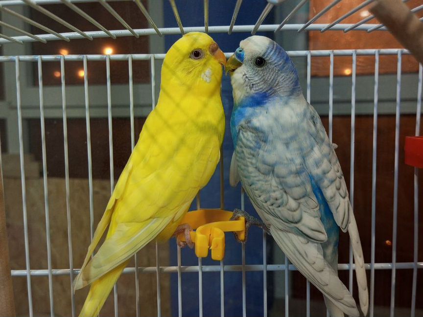 Волнистый попугай