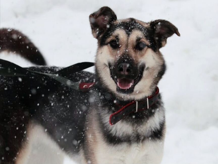 Метис овчарки в добрые руки